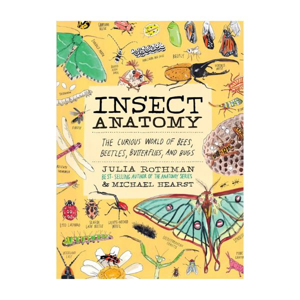 Insect Anatomy – Gold Leaf Nat